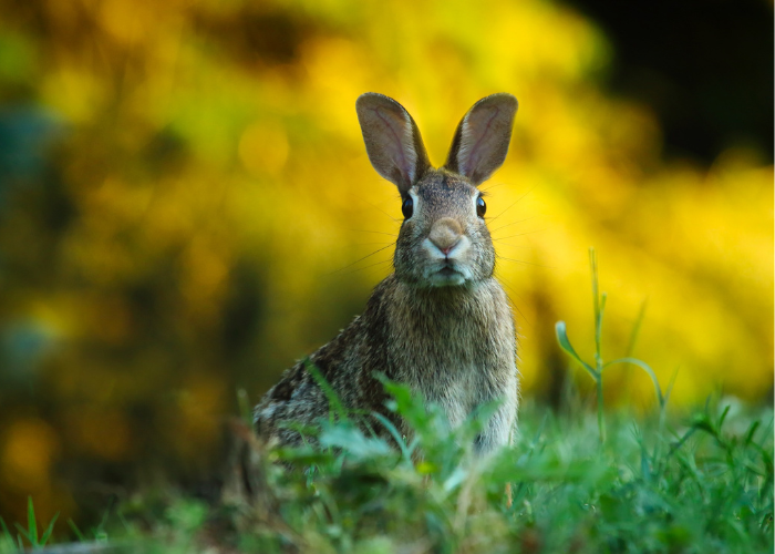 Help! My dog killed a rabbit.