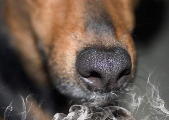 Sniffing the air like that is a bad sign